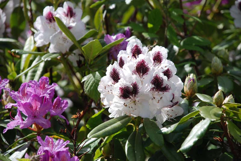 Inspirations from Ireland Düfte, Natur und Kultur in Irland: lernlust ...