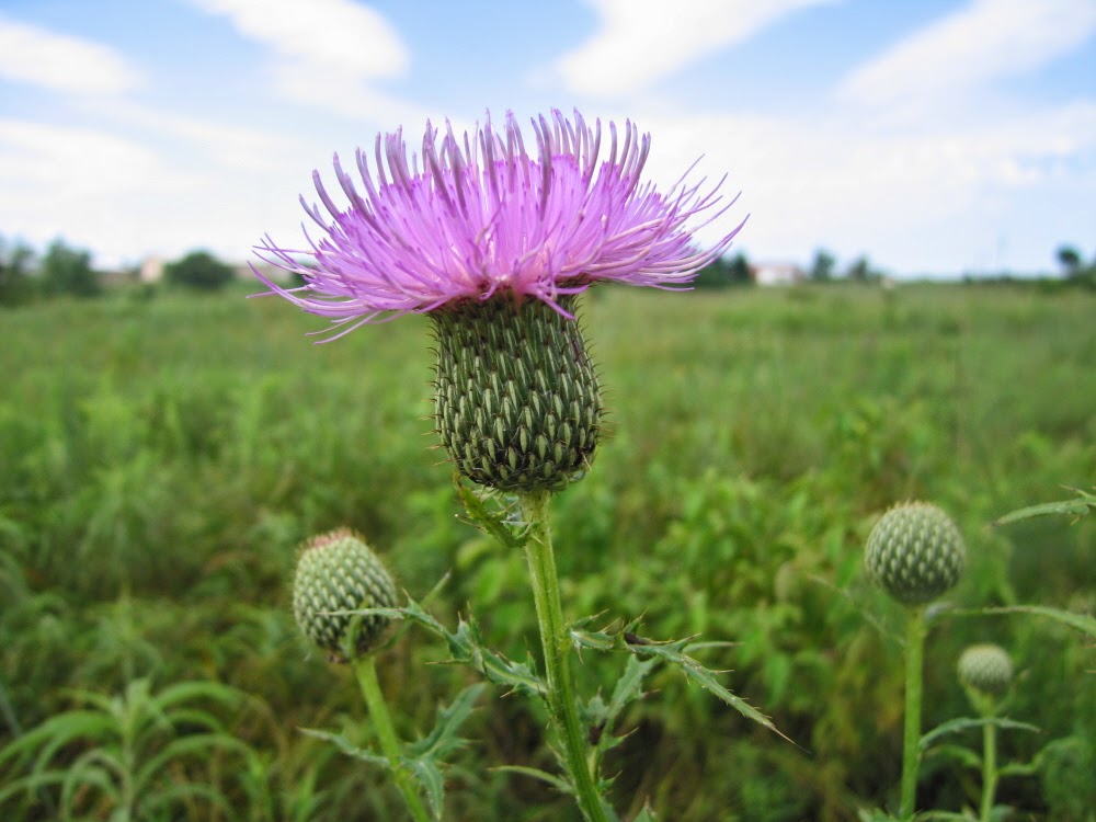 The Lucas Countyan: Thistles and goats, or rams, or sheep