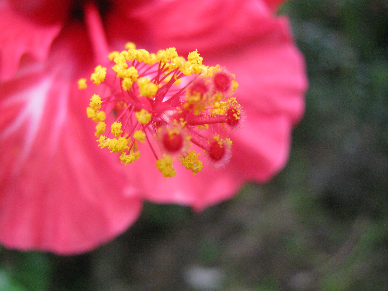 Flora and Fauna - Plants and Critters: May 2013