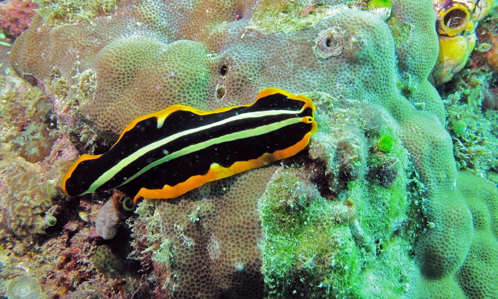 Real Monstrosities: Divided Flatworm
