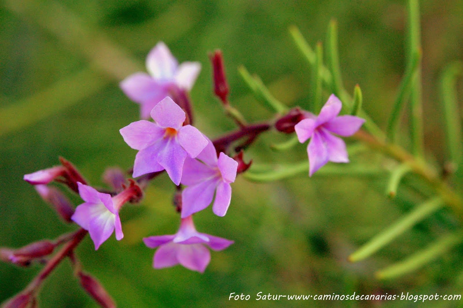 Arteara – San Fernando (San Bartolomé) - Caminos de Canarias