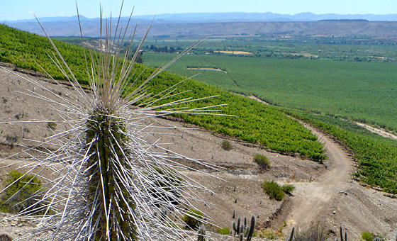 a chef's journey to learn wine: Tabali Reserva Especial Pinot Noir, DO ...