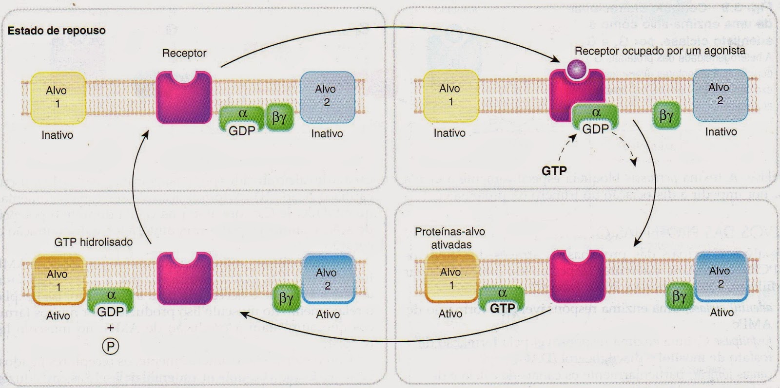 Receptores Acoplados à Proteína G Farmacologia - RETOEDU