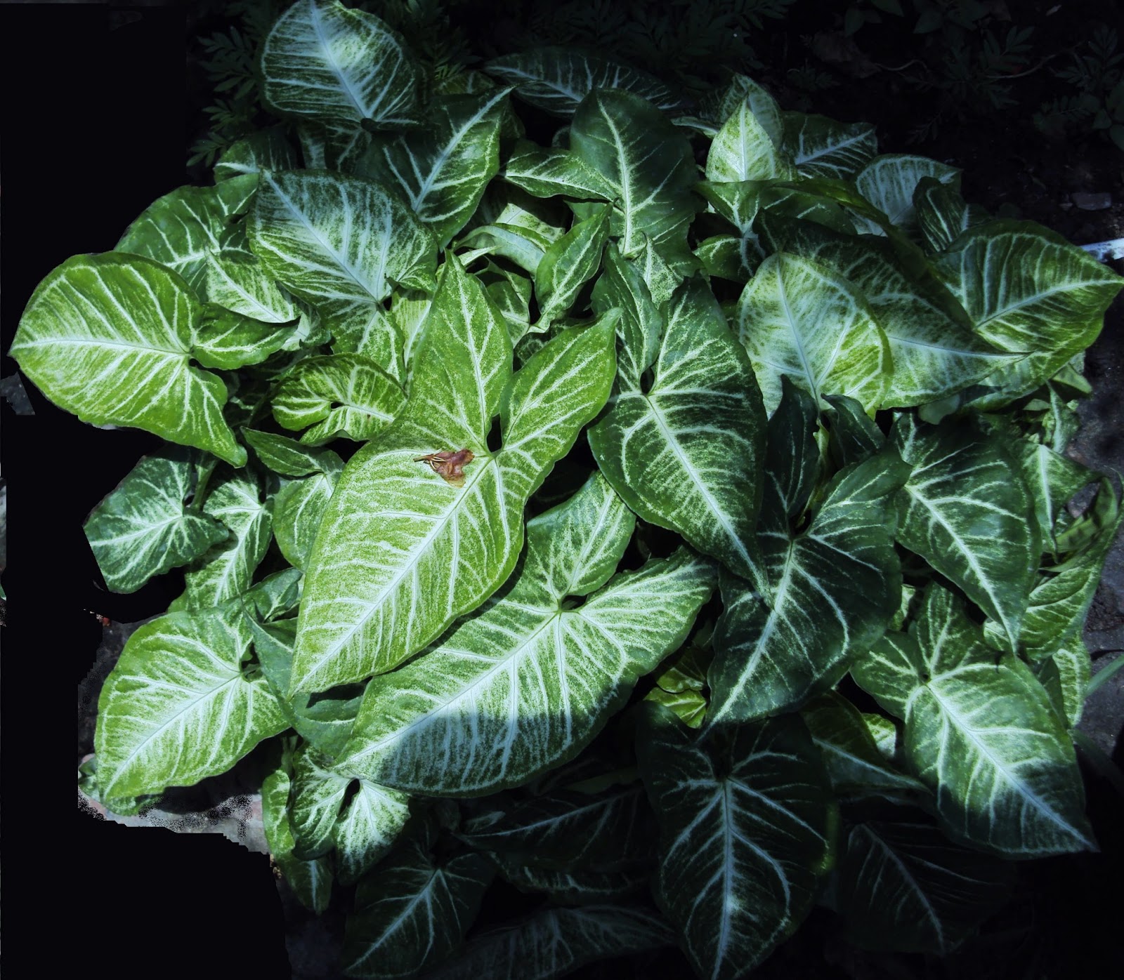 plant nursery: Syngonium