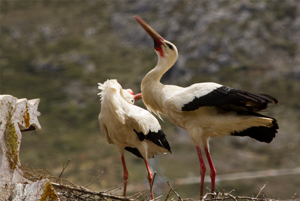 Mi blog: La Cigüeña blanca