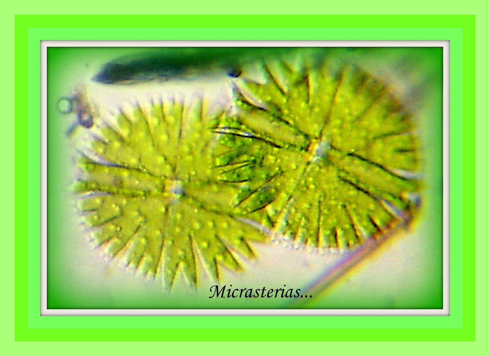 Cultivo de Microalgas em Fotobiorreatores: Luz... Microalgas...