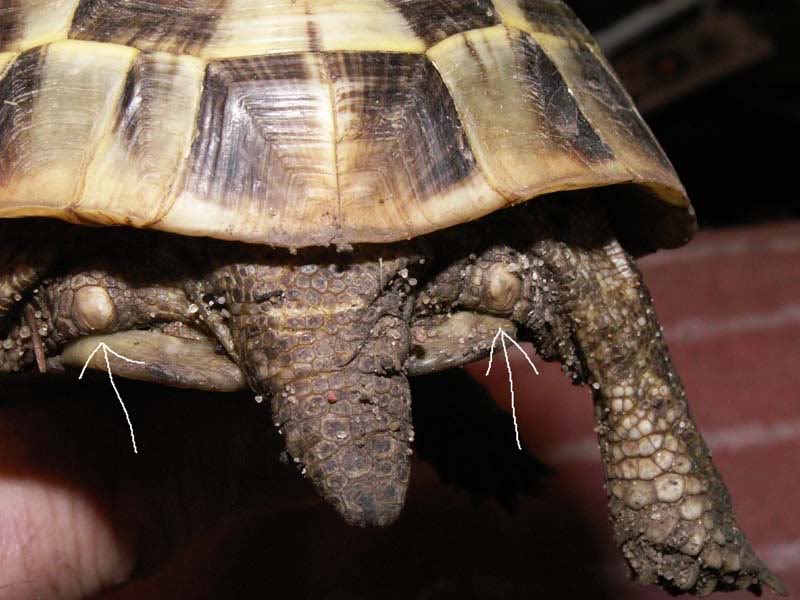 Birds To Dinosaur: Python Vestigial Pelvis, Femur and Spur