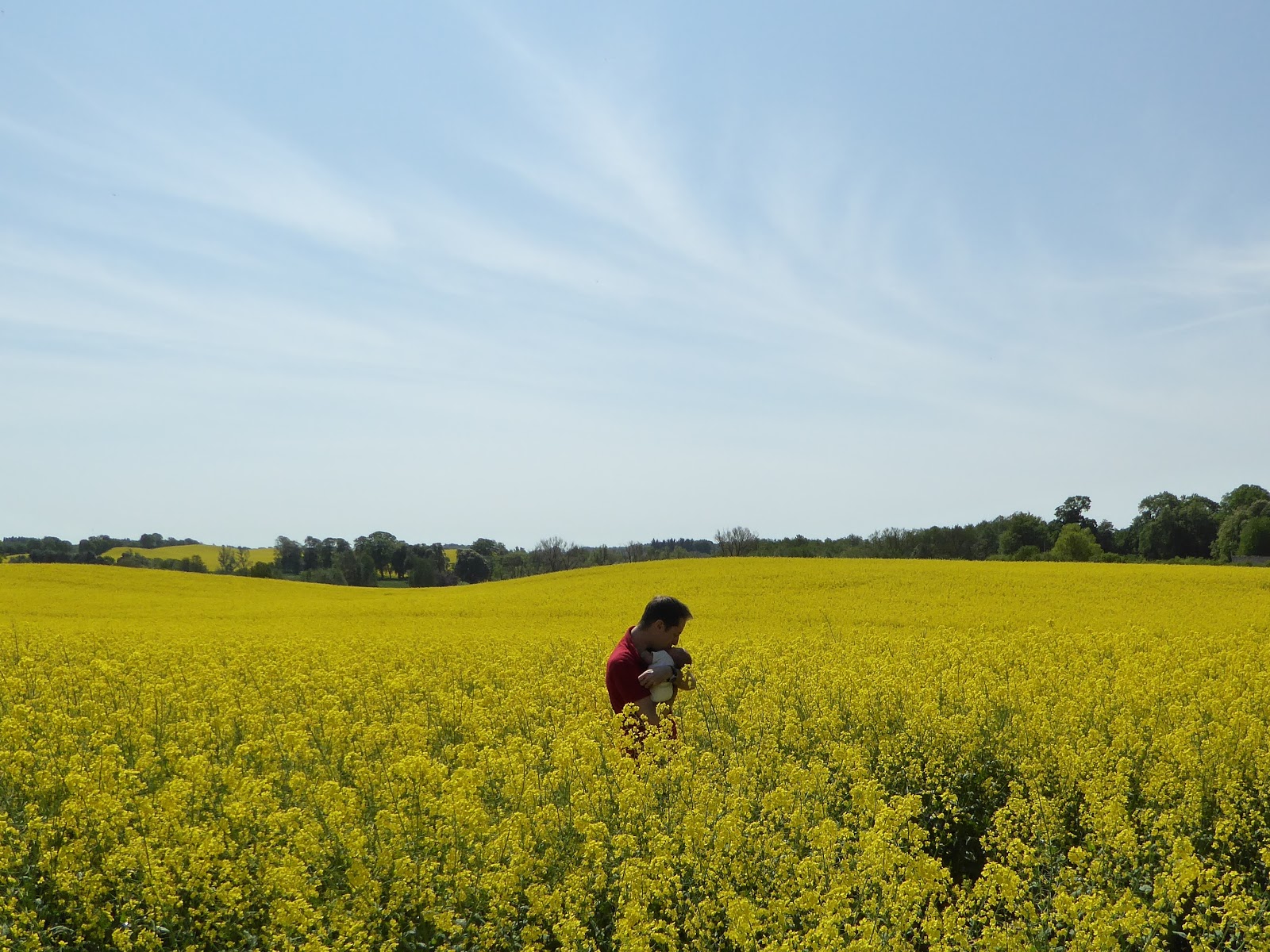 Family FECS: Canola Flower Fields in Denmark