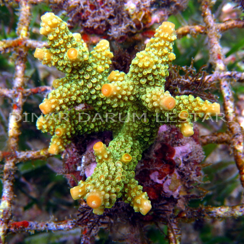 PT. DINAR DARUM LESTARI: Acropora spp