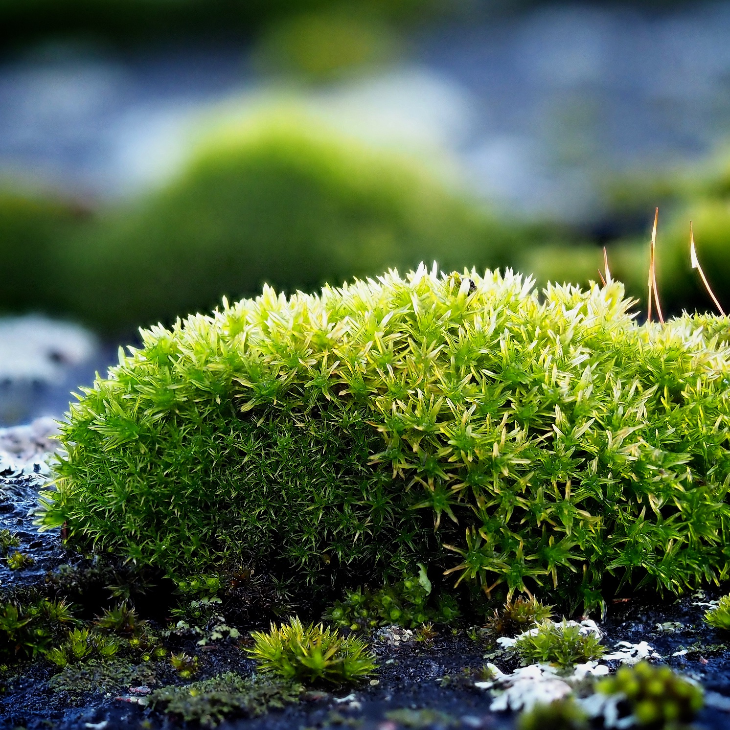 Knuts tips om makrofotografering: Mose