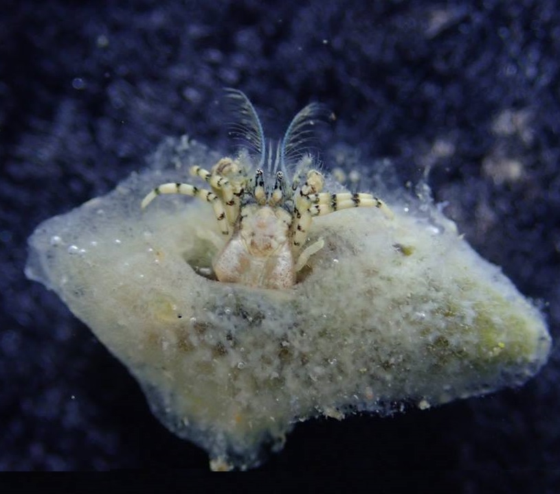 Species New to Science: [Crustacea • 2018] Diogenes spongicola • A New ...