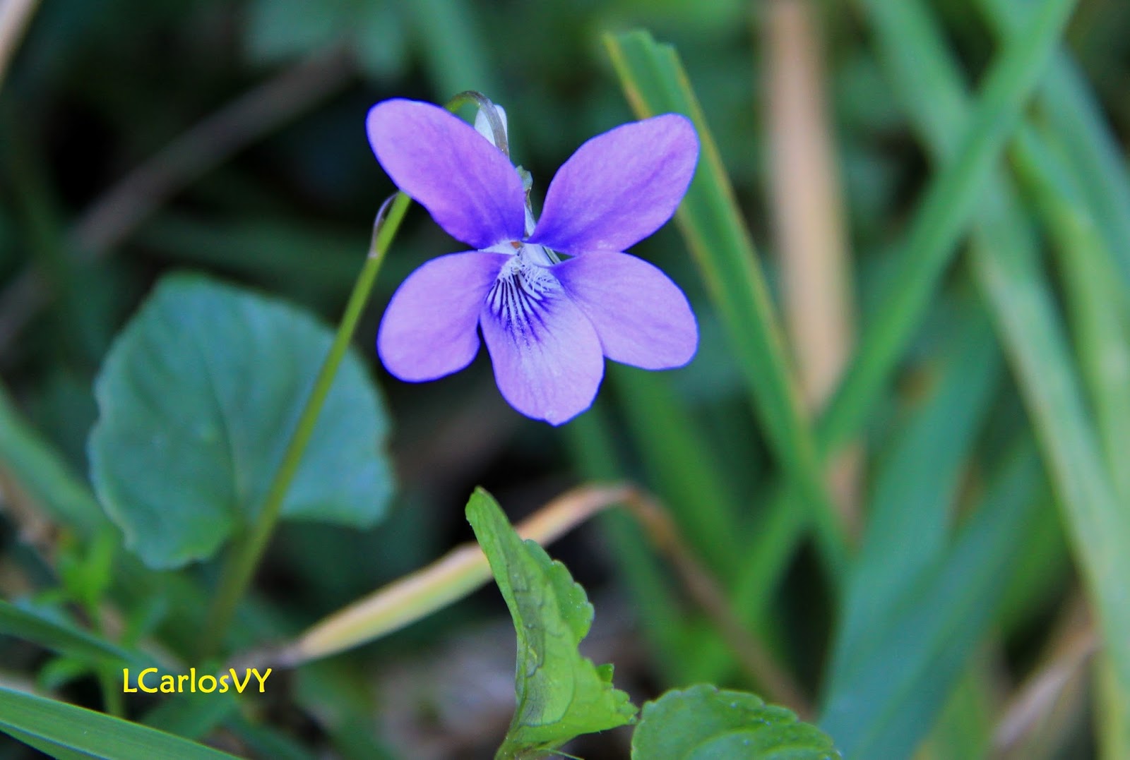 Plantas silvestres de Asturias: Violeta silvestre, violeta - Viola ...