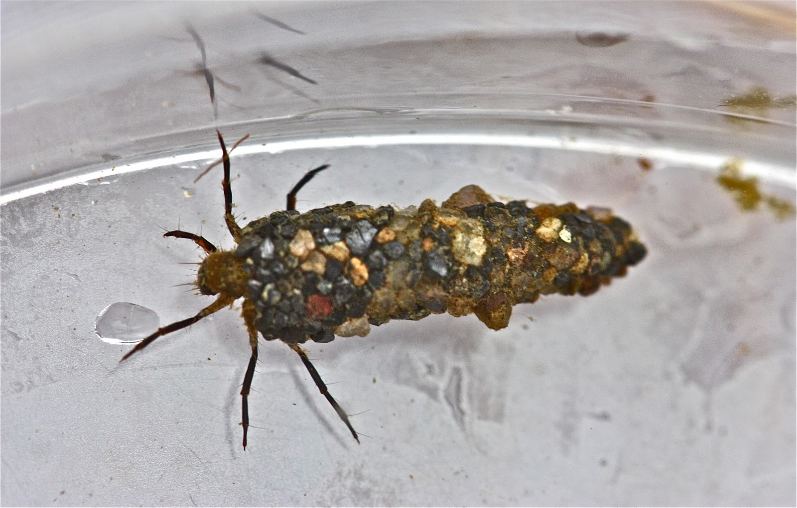 Aquatic Insects of Central Virginia: Continuing the March into Winter ...