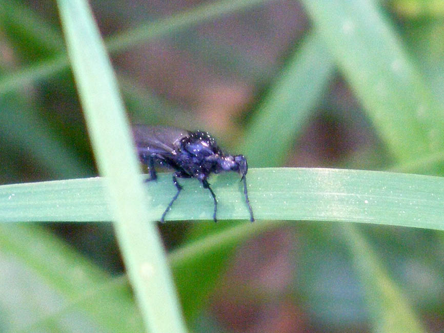 Loire Valley Nature: March Flies - Bibionidae