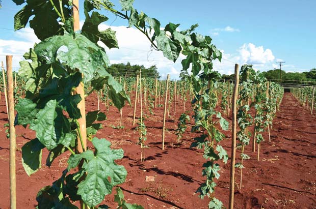 Cultivo da Bucha (Luffa aegyptiaca)