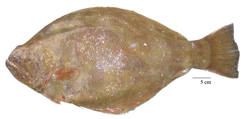 Artes de Pesca: ACTINOPTERYGII