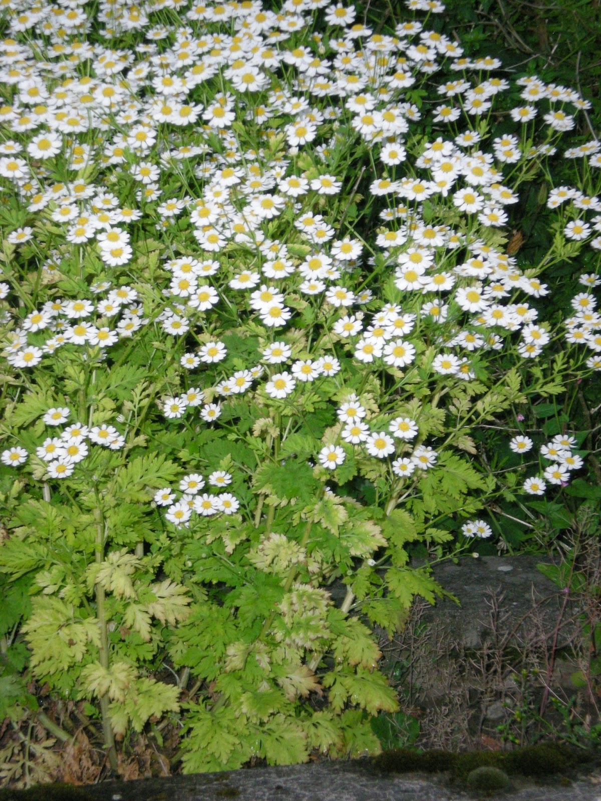 Nancy Jardine Author: Feverfew and Pedanius Dioscorides