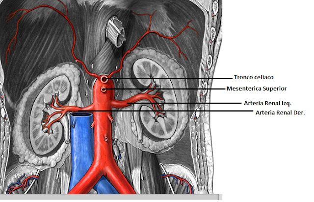 Líquidos corporales y Sistema Renal | sistema cardiovascular