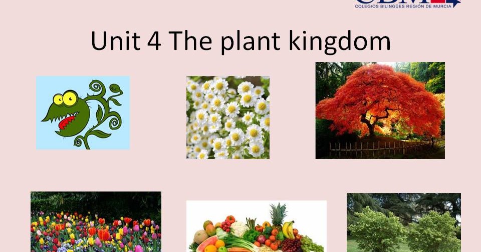 BASILIO SÁEZ - 2ND GRADE: Unit 4 Natural Science - The plant kingdom.