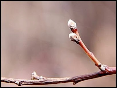 Fruit Tree Bud Study