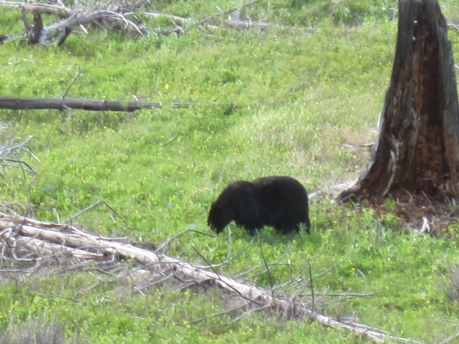 The Scallywagon: YOU SKIN GRIZ', PILGRIM? Yellowstone National Park