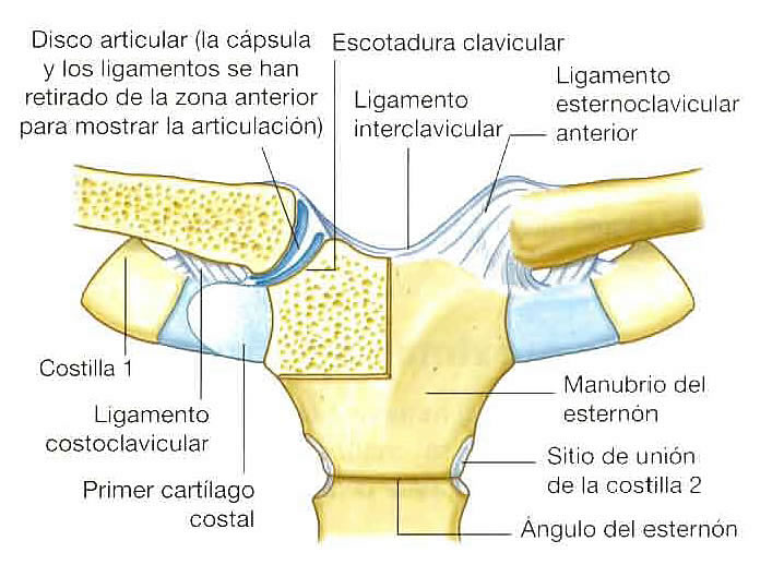 Tu espacio: Clavícula