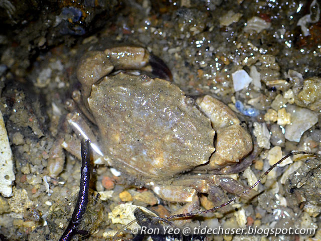tHE tiDE cHAsER: Rubble Crabs (Phylum Arthropoda: Family Xanthidae) of ...