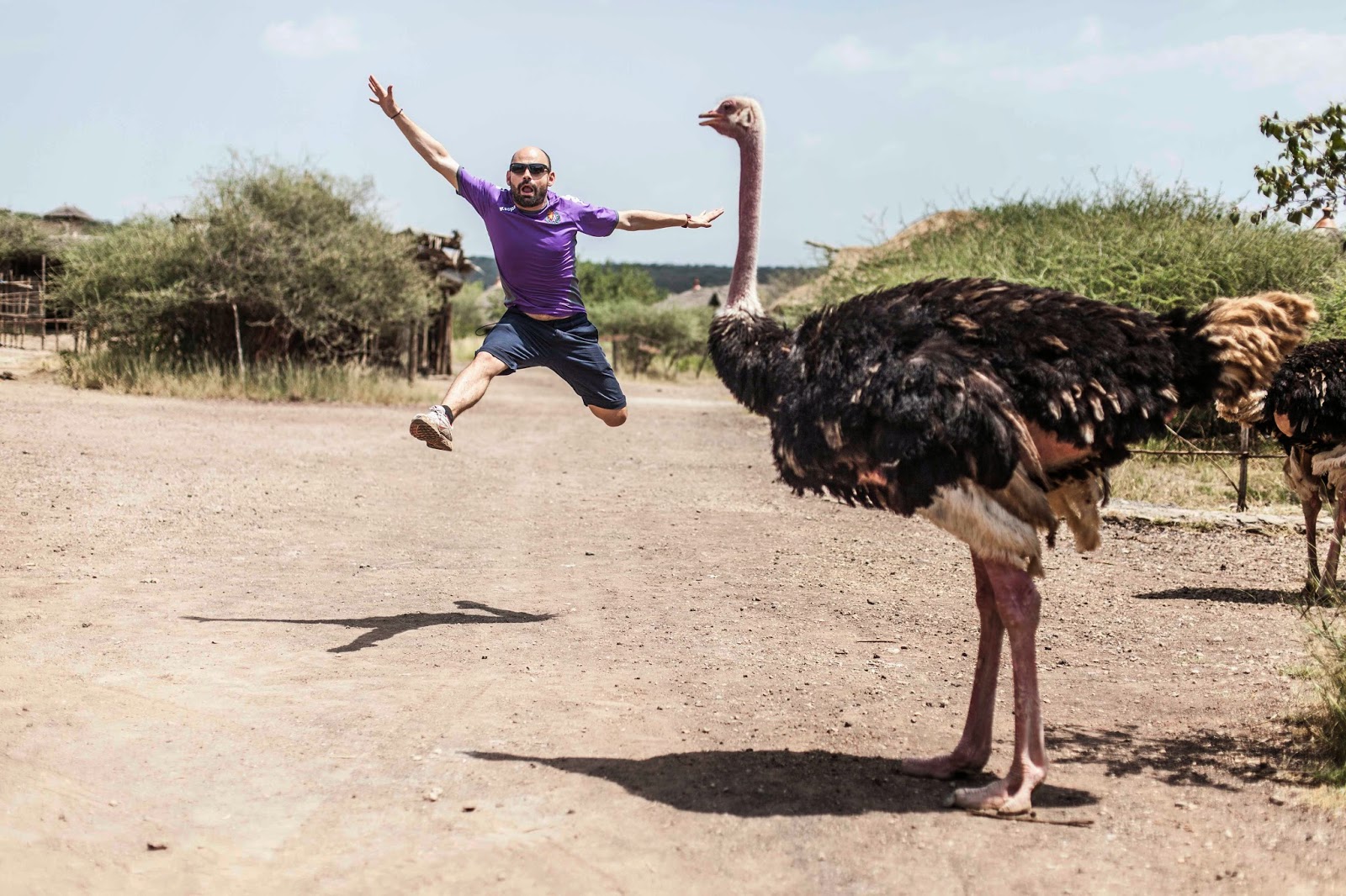 JUMPING PICTURES: Ostrich jumpings!!