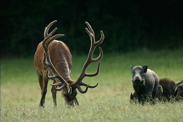 naturalhungary: Szarvasbőgés/Gímszarvas