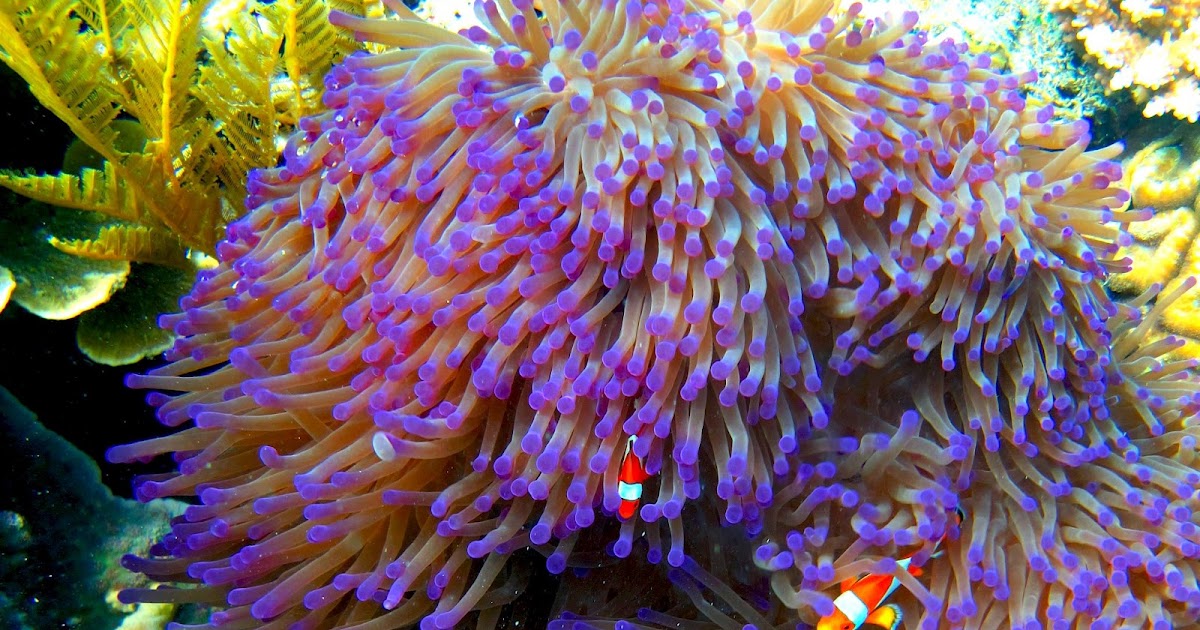 Tingkat Keanekaragaman Hayati - Biologizone