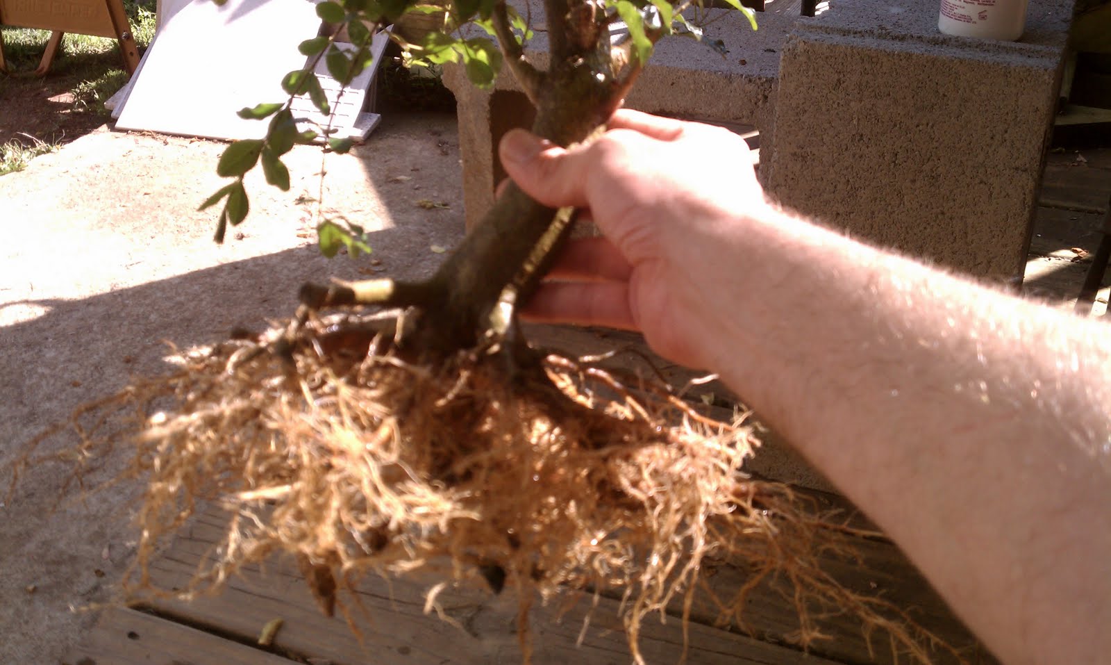 Bodhisattva Bonsai: Privet enters into a new future as Bonsai