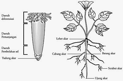 BIOLOGI TOPI BIRU: ANATOMI DAN FISIOLOGI AKAR