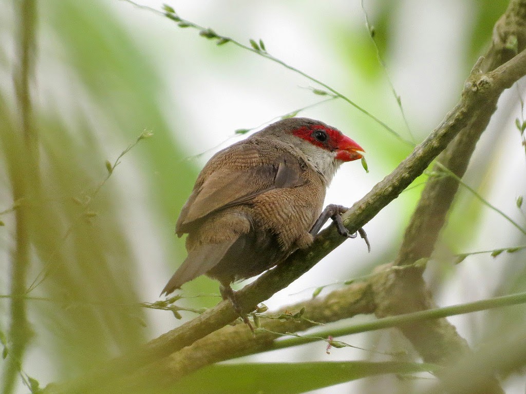 Singapore Birds by a Foreigner: Barbets, Parrots, Shrikes ...