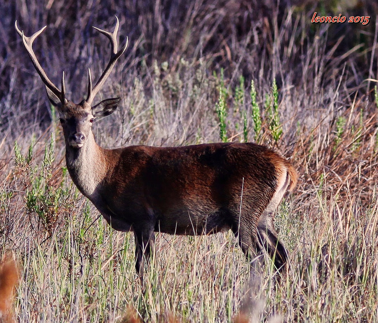 FOTOGRAFÍA Y NATURALEZA EN ANDALUCÍA: DIGISCOPING,CIERVO COMÚN ( cervus ...