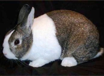cara berternak kelinci: the types of rabbit