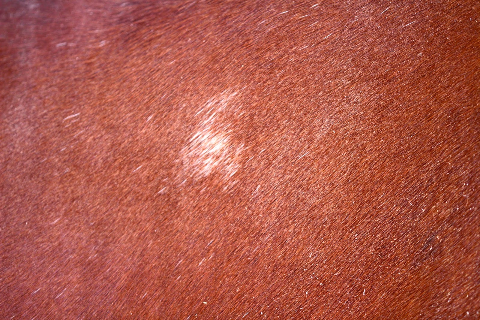 The Saddle String: Rabicano and Roan: Two Unique Horse Color Patterns