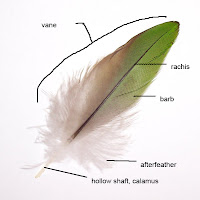 Types of Bird feathers