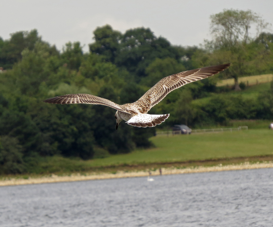 Trittiford mill pond and Birding adventures from near and afar : Yellow ...