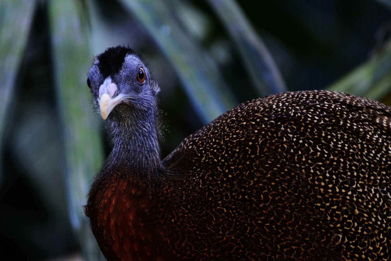 Great Argus | The Life of Animals