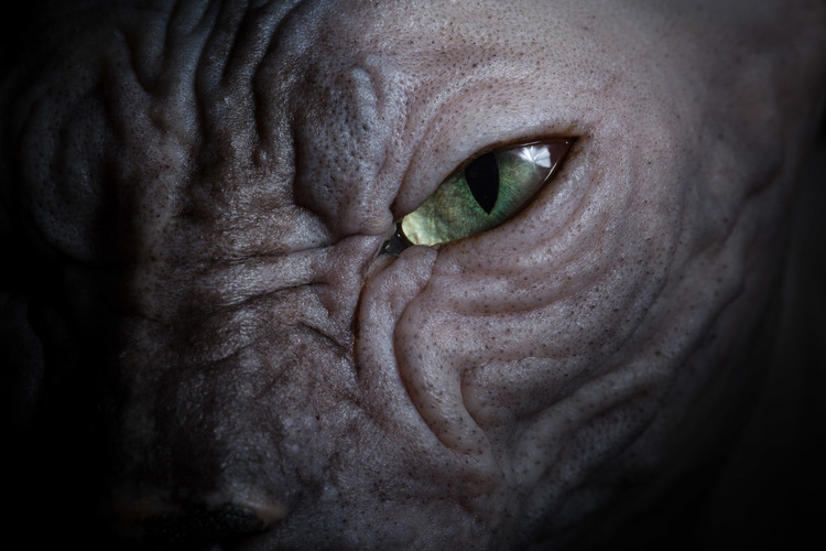 White Wolf : Unique beauty of furless Sphynx cats are captured in ...