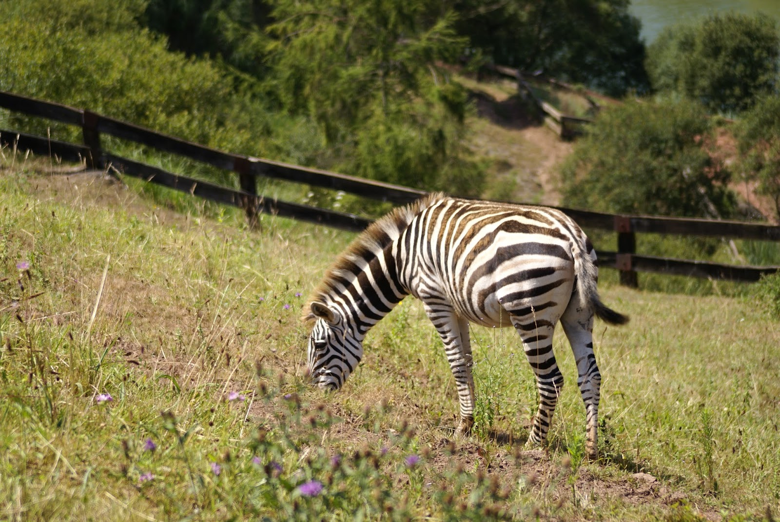 León comiendo una cebra - Imagui