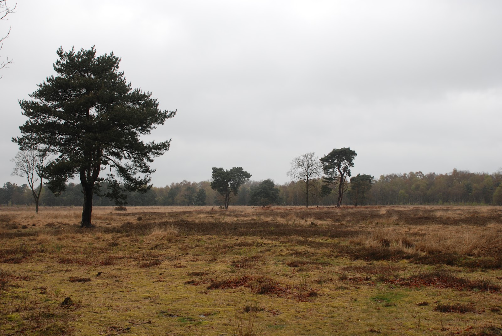 York Walks: Skipwith Common