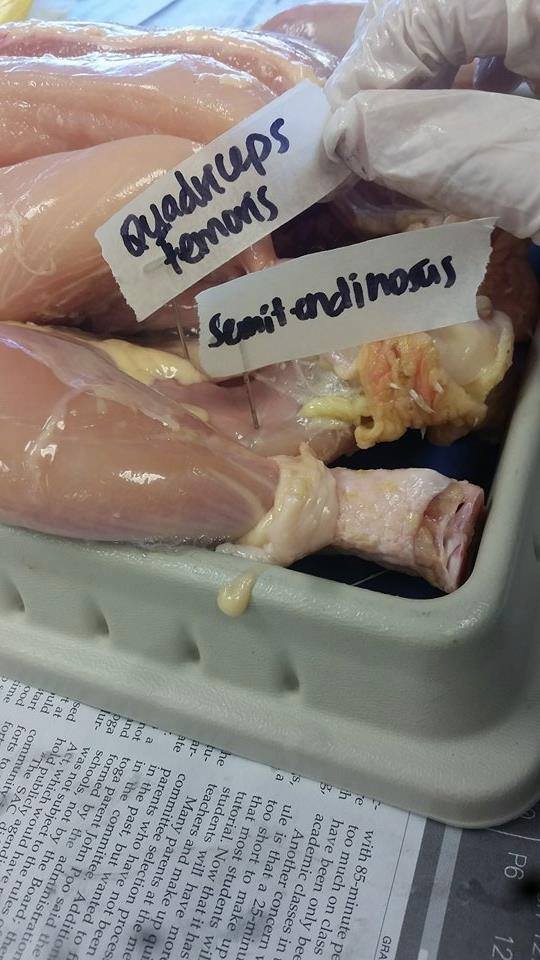 Nicole's Anatomy & Physio Blog: Chicken Dissection Analysis