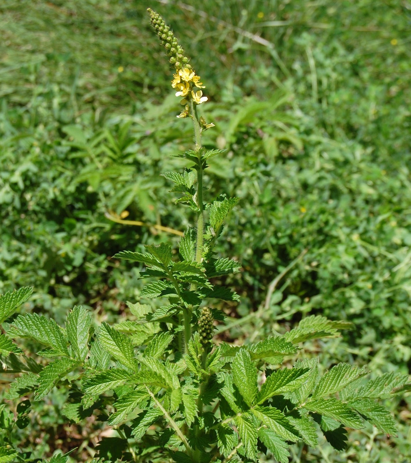 Plantas: Beleza e Diversidade: Agrimónia (Agrimonia eupatoria)