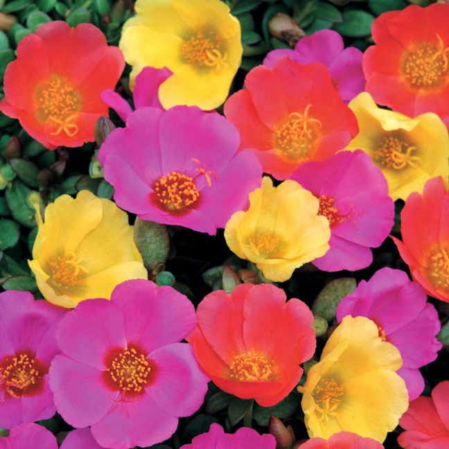 bradpetehoops: Purselane, Kulasiman, Gulasiman, Ulasimanpu