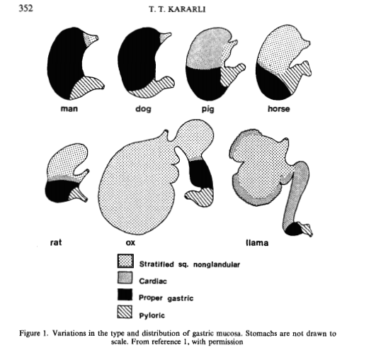 Life Balance Northwest: Diet and Digestion: Humans v. Primates