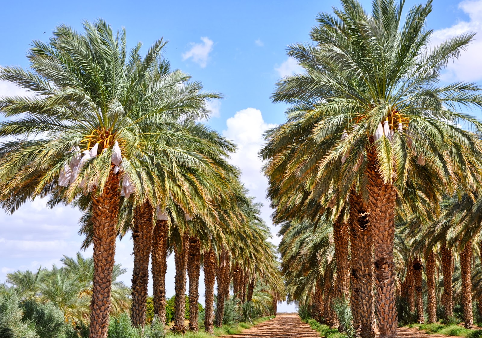 Finding Arizona: Southwestern Arizona