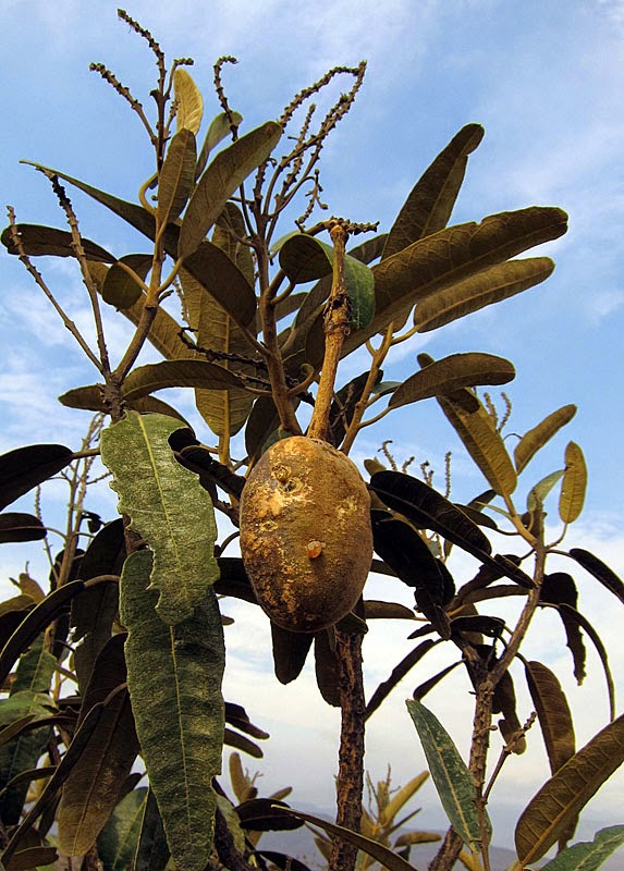 Birdernaturalist: Some Plants from Chaparrí Reserve