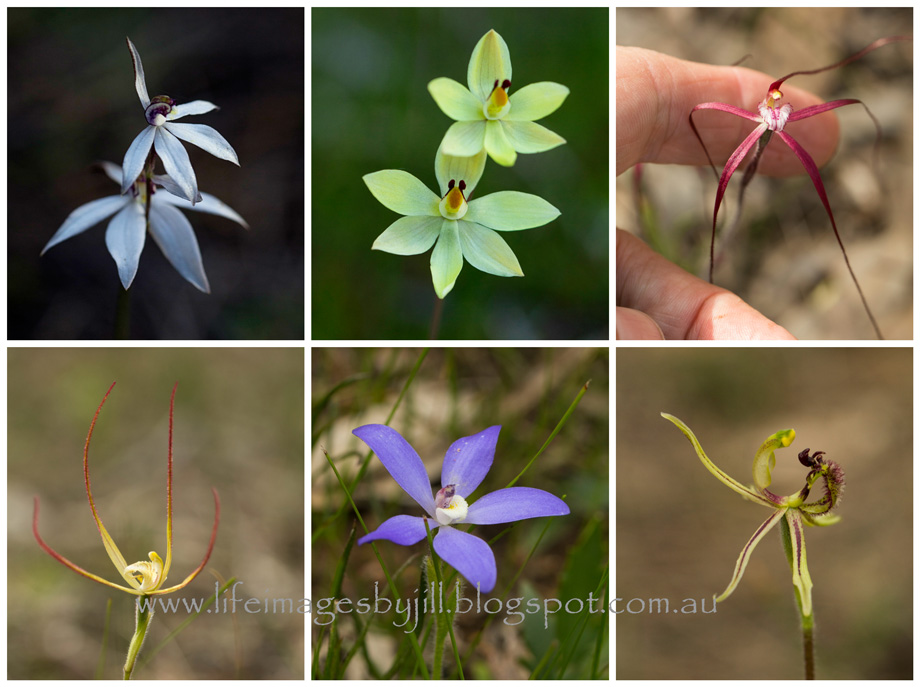 Life Images by Jill: Meeting a Bilby in the Dryandra Woodland in ...
