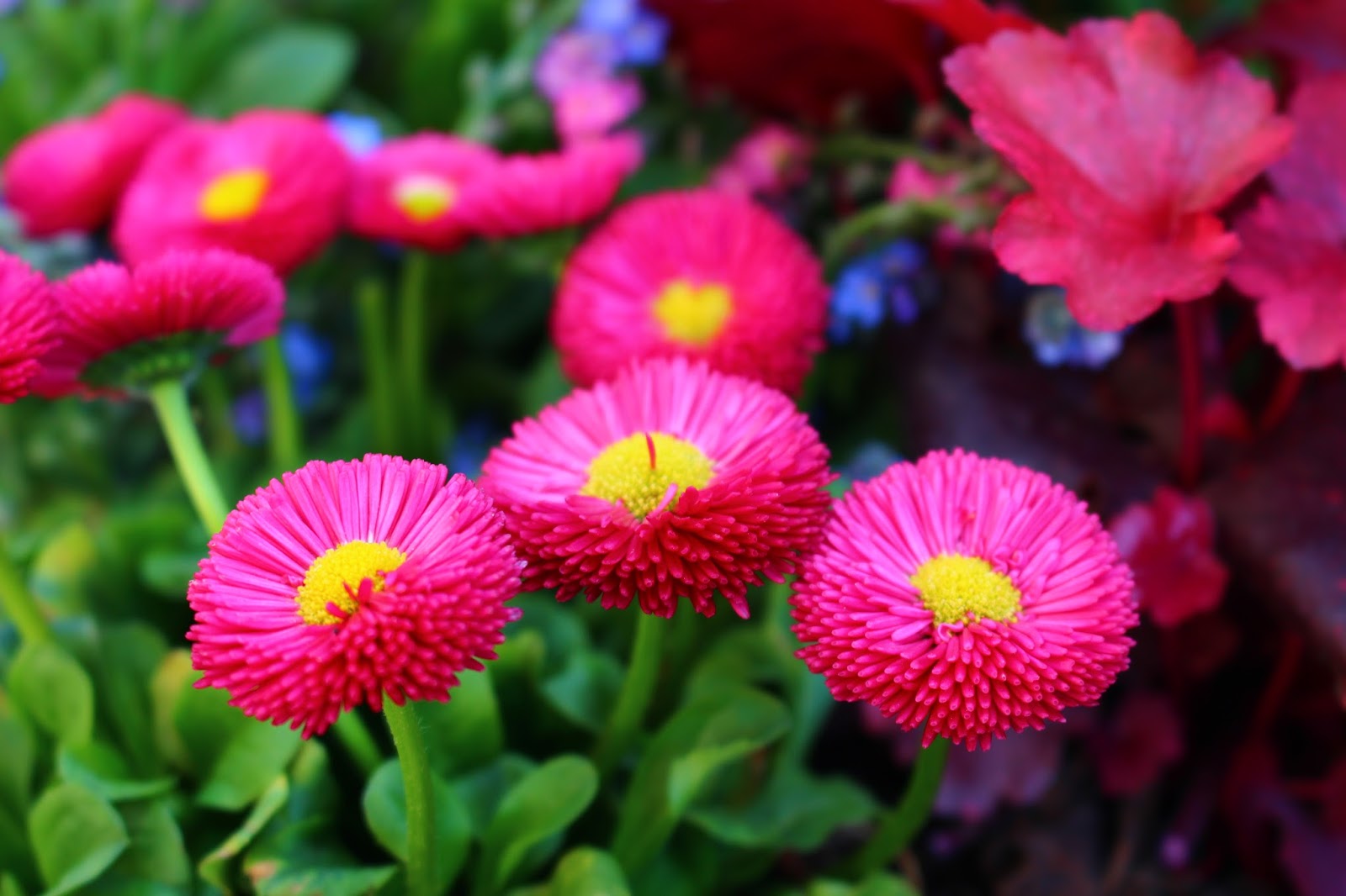Roses du jardin Chêneland: Pâquerette- Bellis perennis